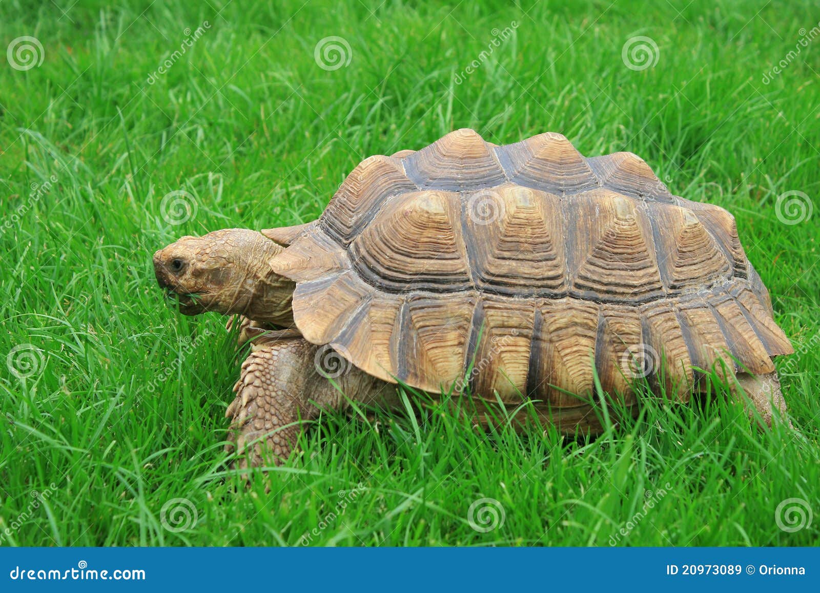 Sulcata (african Spurred) Turtle Stock Image - Image of length, gass ...