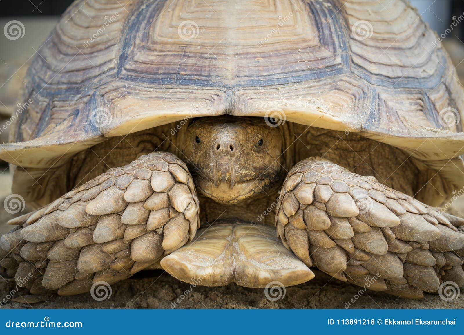 Sulcata Scared it Was in the Shell. Stock Photo - Image of africa ...