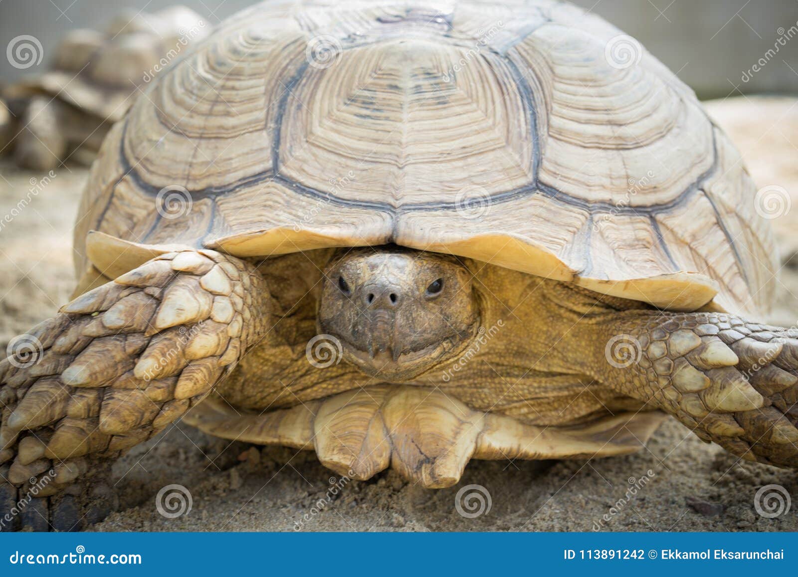 Sulcata Scared it Was in the Shell. Stock Photo - Image of herbivorous ...