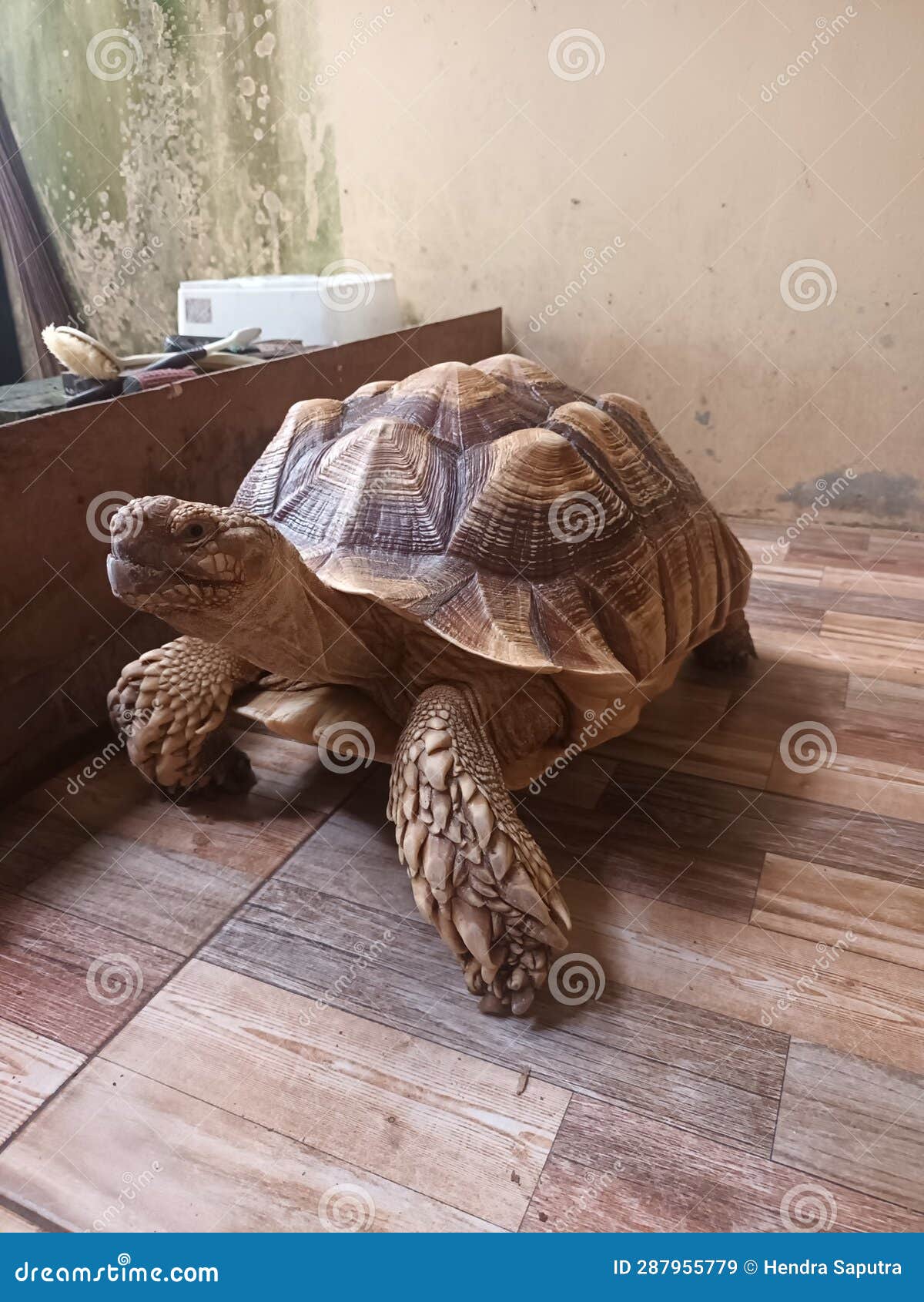 Sulcata Tortoise Four Year in Farm Stock Image - Image of amphibian ...