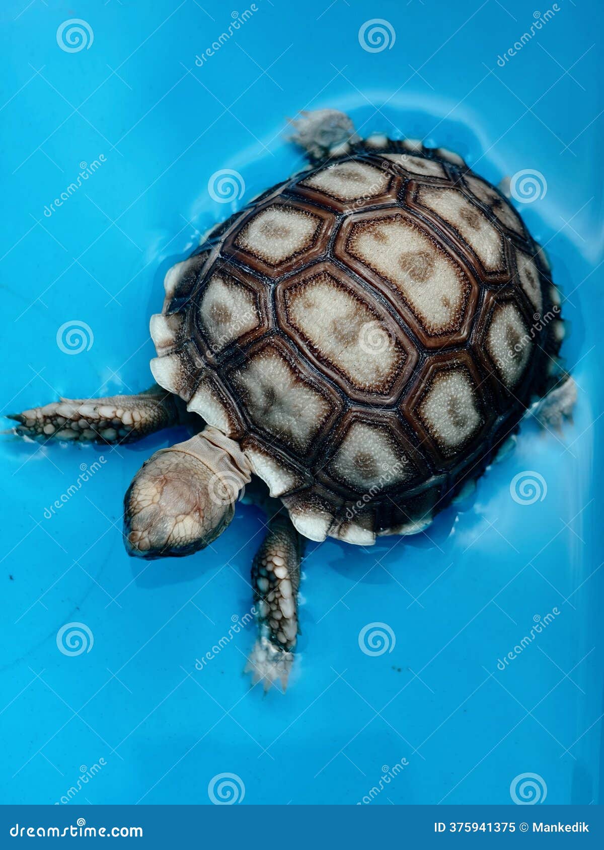 Land Turtle Stock Photo | CartoonDealer.com #21566406