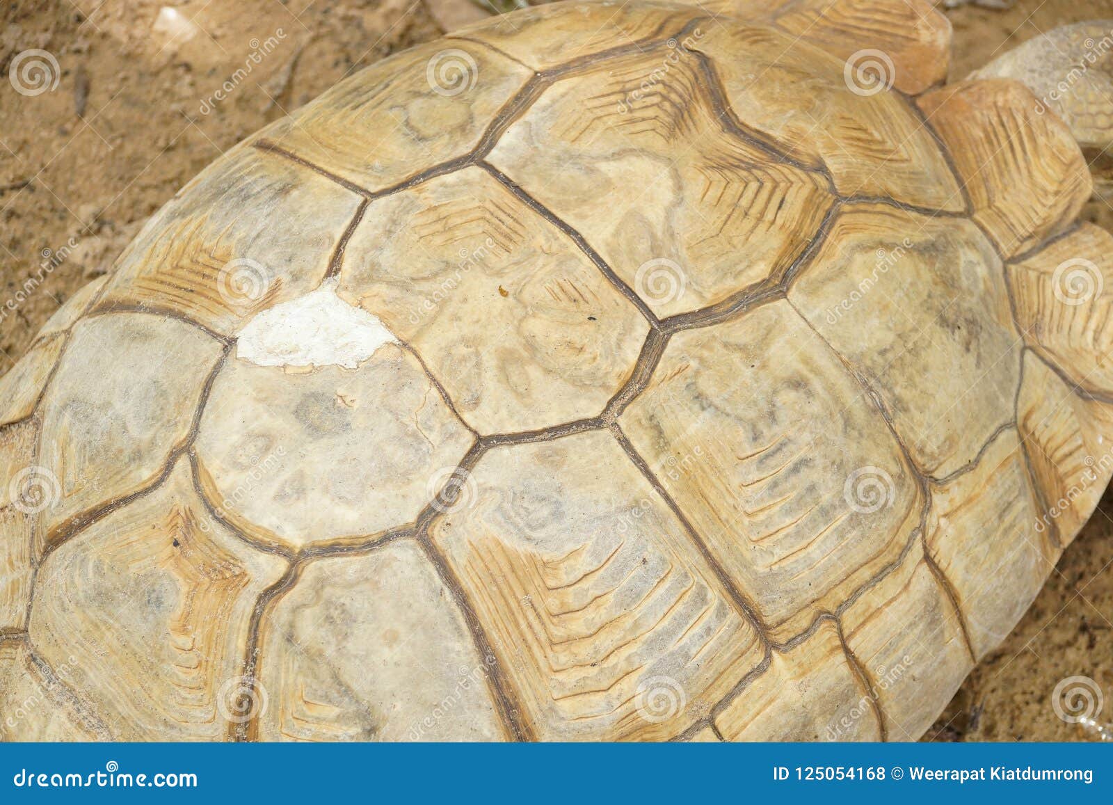 Sulcata Tortoise`s shell stock photo. Image of geochelone - 125054168