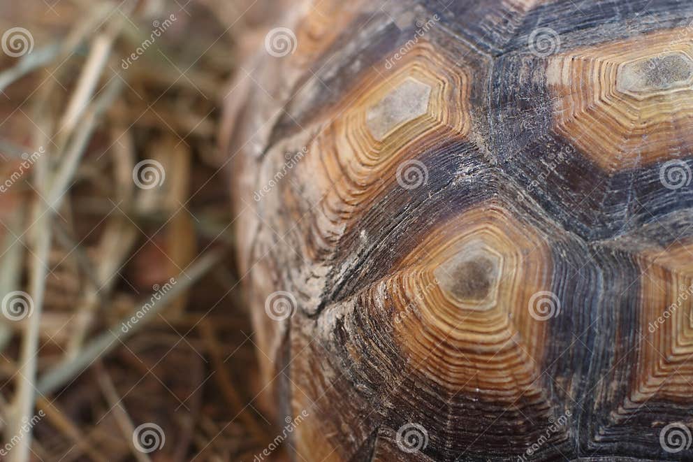 Sulcata tortoise shell stock photo. Image of tortoise - 304549504