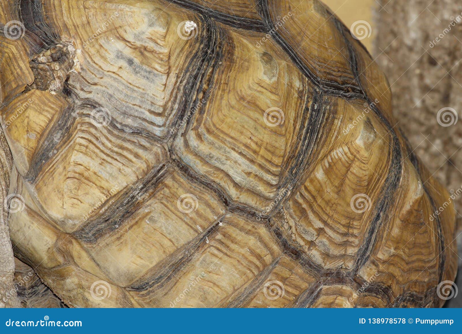 Sulcata tortoise skin. stock photo. Image of protective - 138978578