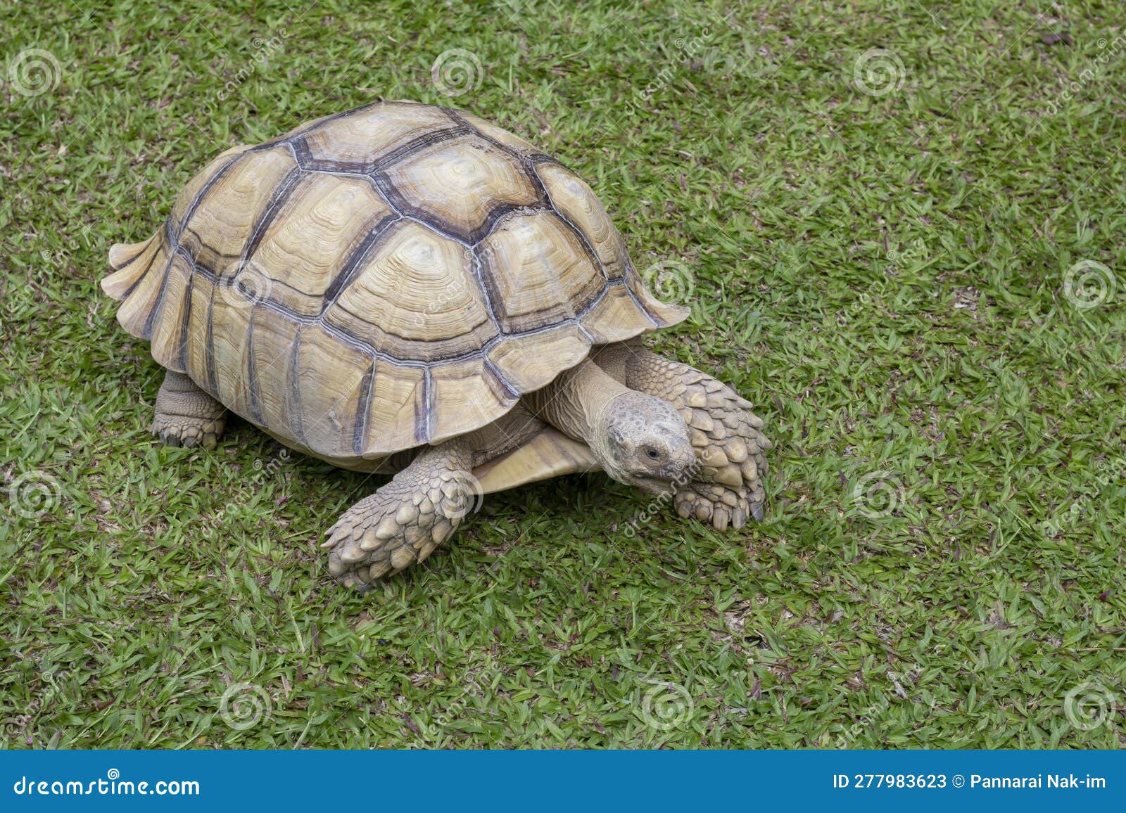 Sulcata Tortoise or Turtle Walking in the Lawn. Stock Image - Image of ...