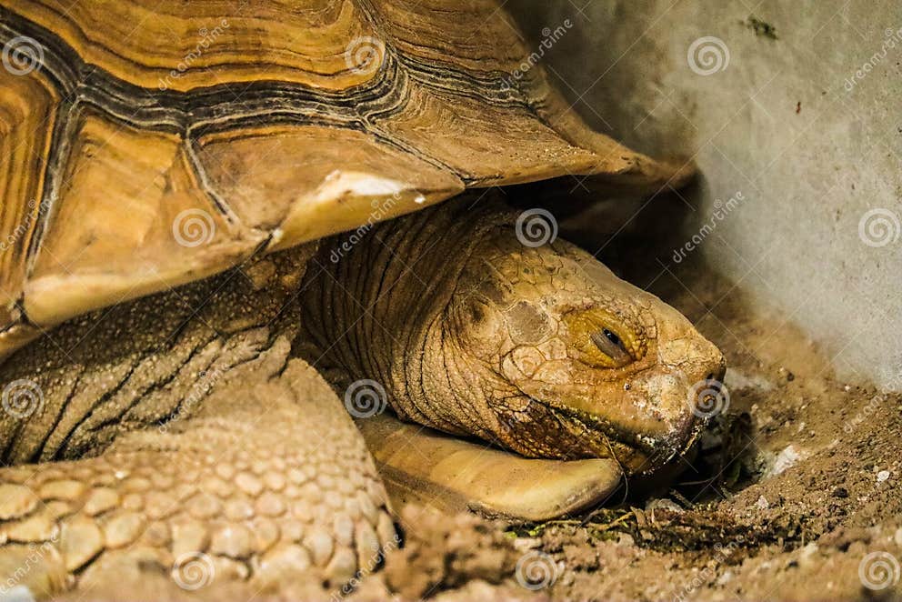 Sulcata Tortoise in the Zoo Stock Photo - Image of crawling, african ...