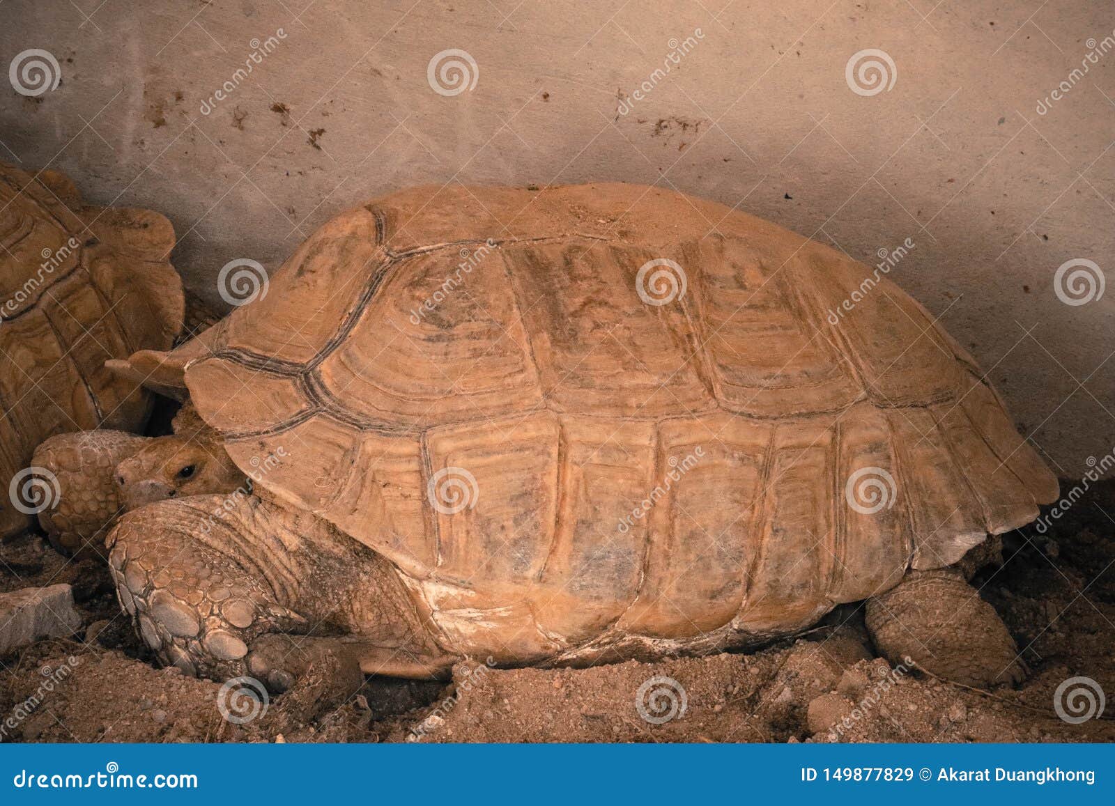 Sulcata Tortoise in the Zoo Stock Image - Image of huge, giant: 149877829