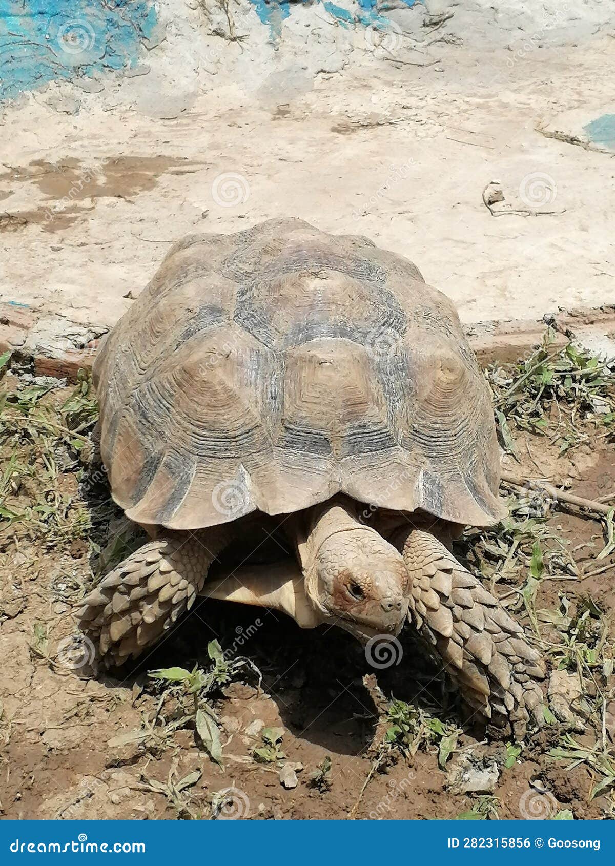 Sulcata turtle on ground stock photo. Image of brown - 282315856
