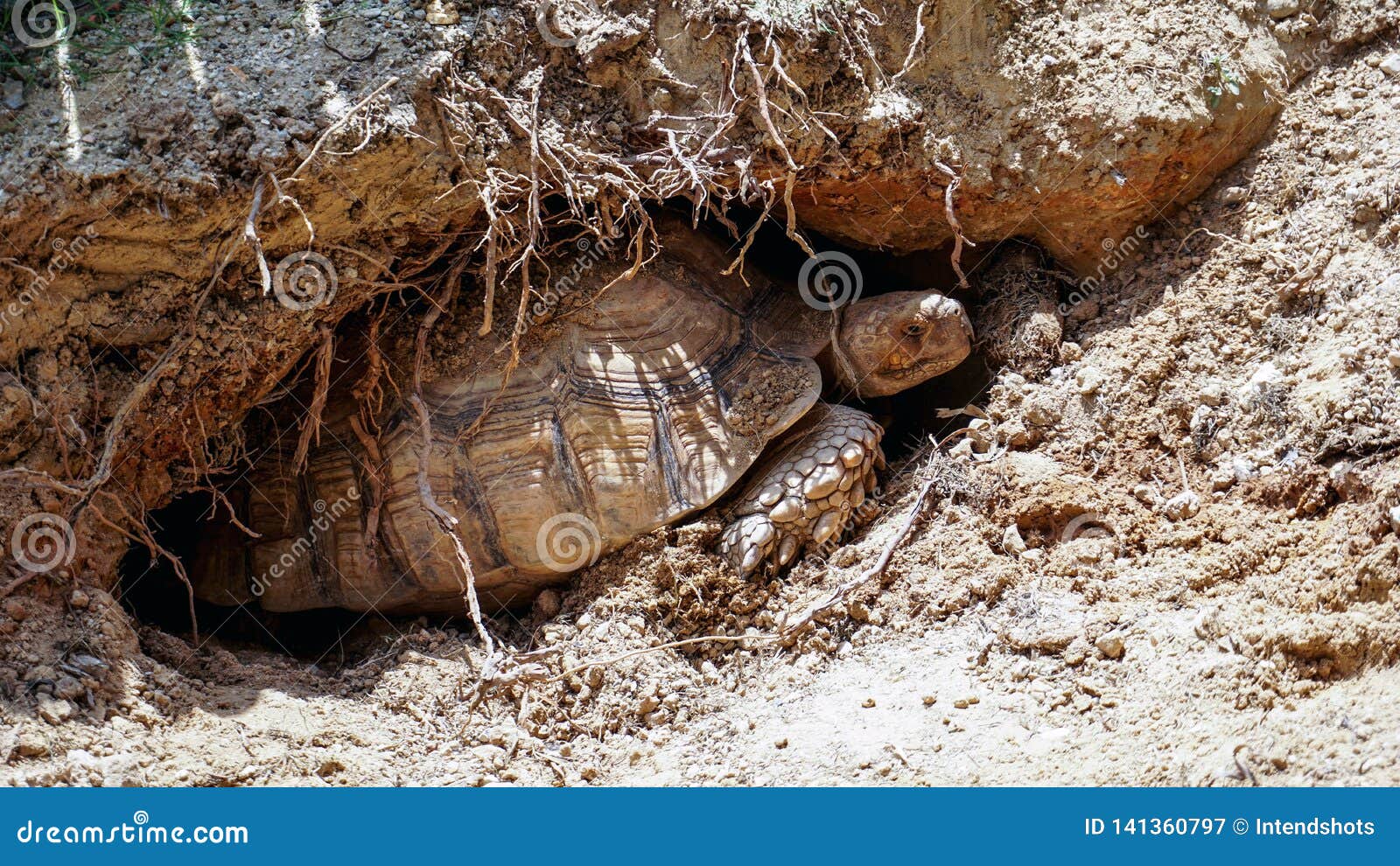The Sulcata Turtles are Incubating in the Soil Stock Image - Image of ...