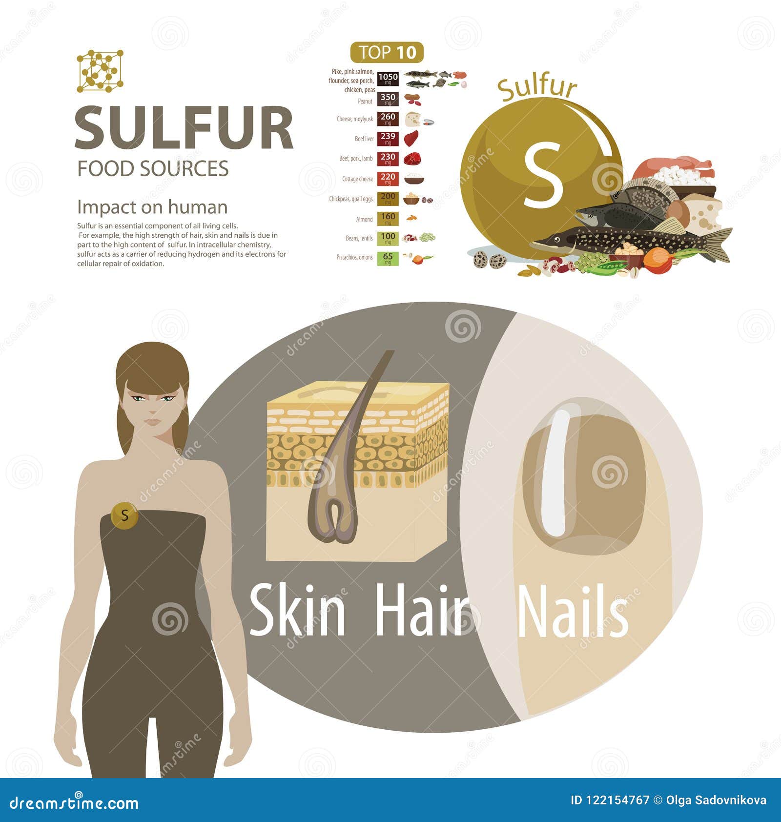 Sulfur The Effect Of Minerals On Human Health Stock Vector