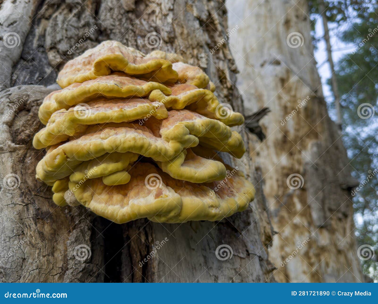 Sulfur Fungus that Grows on Willow and Poplar Trees Stock Photo - Image ...