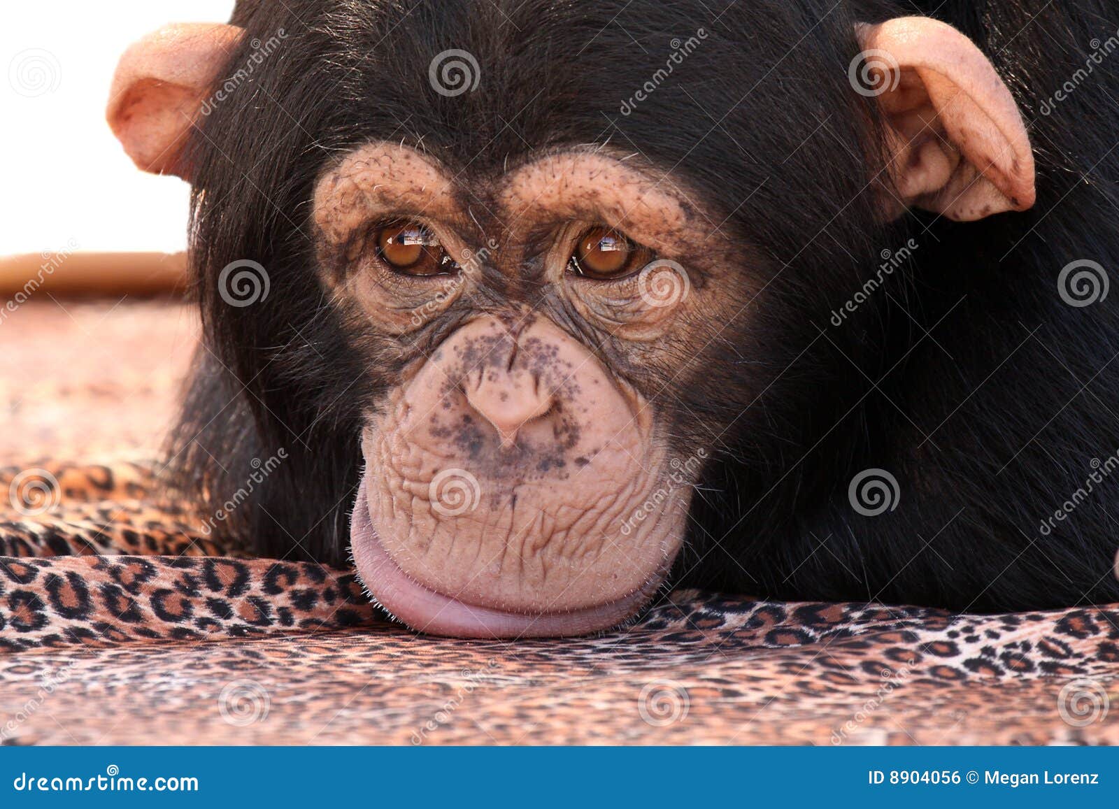 Sulking stock photo. Image of chin, pets, chimpanzee, mammal - 8904056