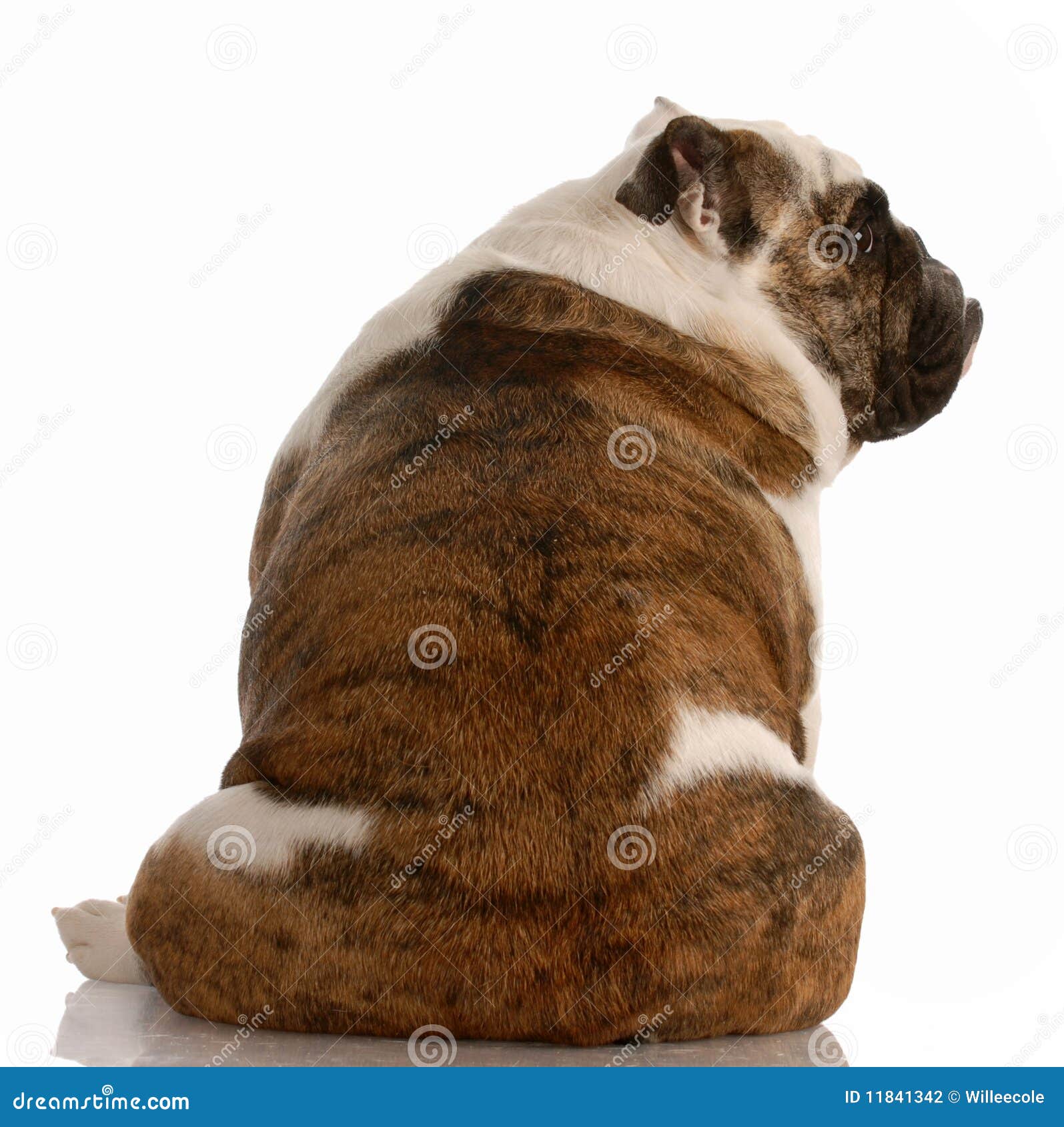 Sulking dog stock photo. Image of back, emotion, sitting - 11841342 Sulking dog stock photo. Image of back, emotion, sitting - 11841342