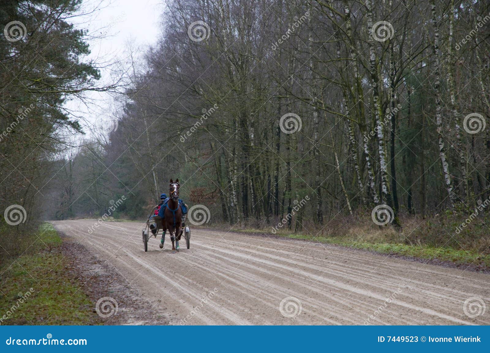 Sulky with horses stock image. Image of jockey, outdoor - 7449523