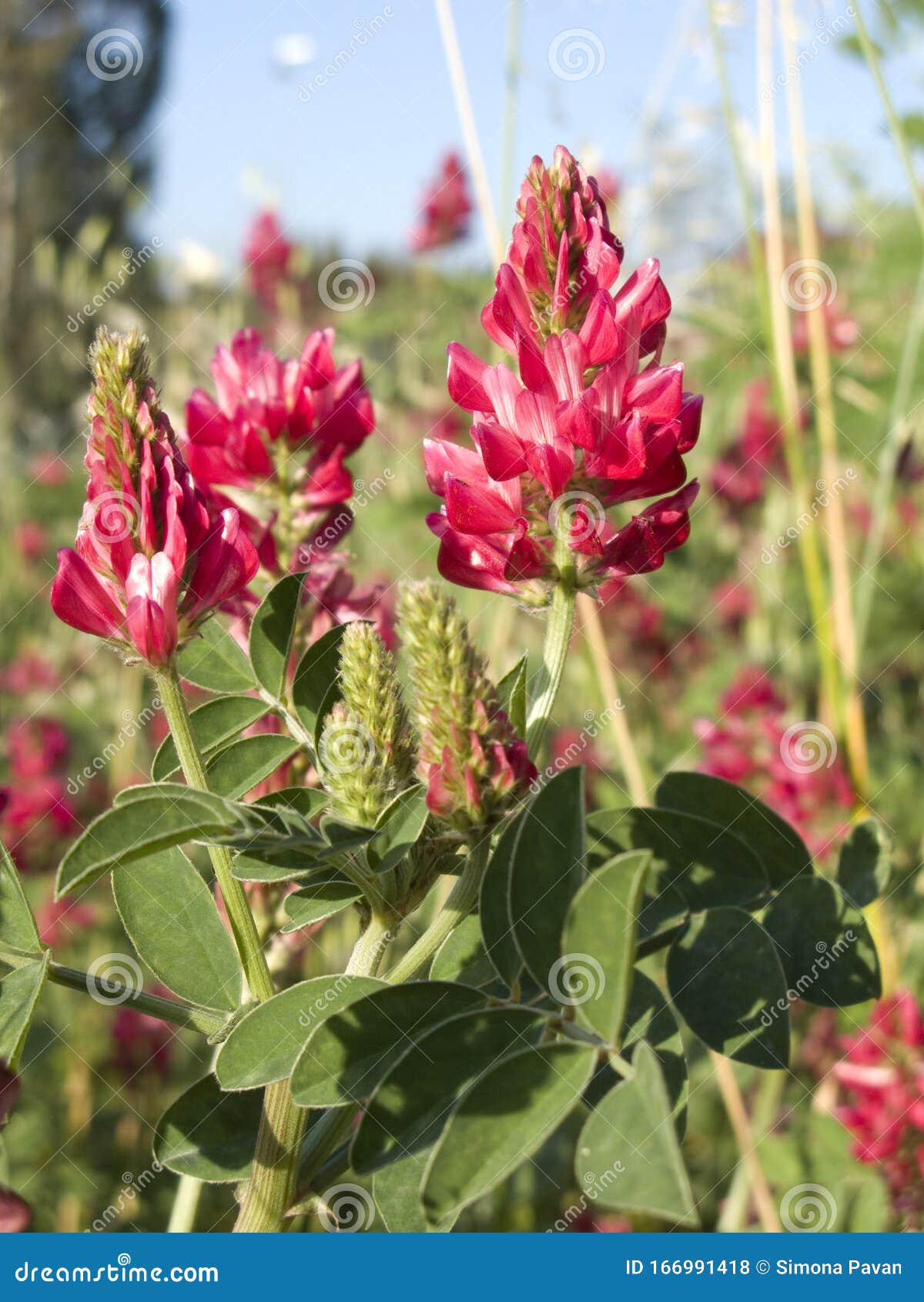Sulla Coronaria Plants in Bloom Stock Photo - Image of head, crop ...