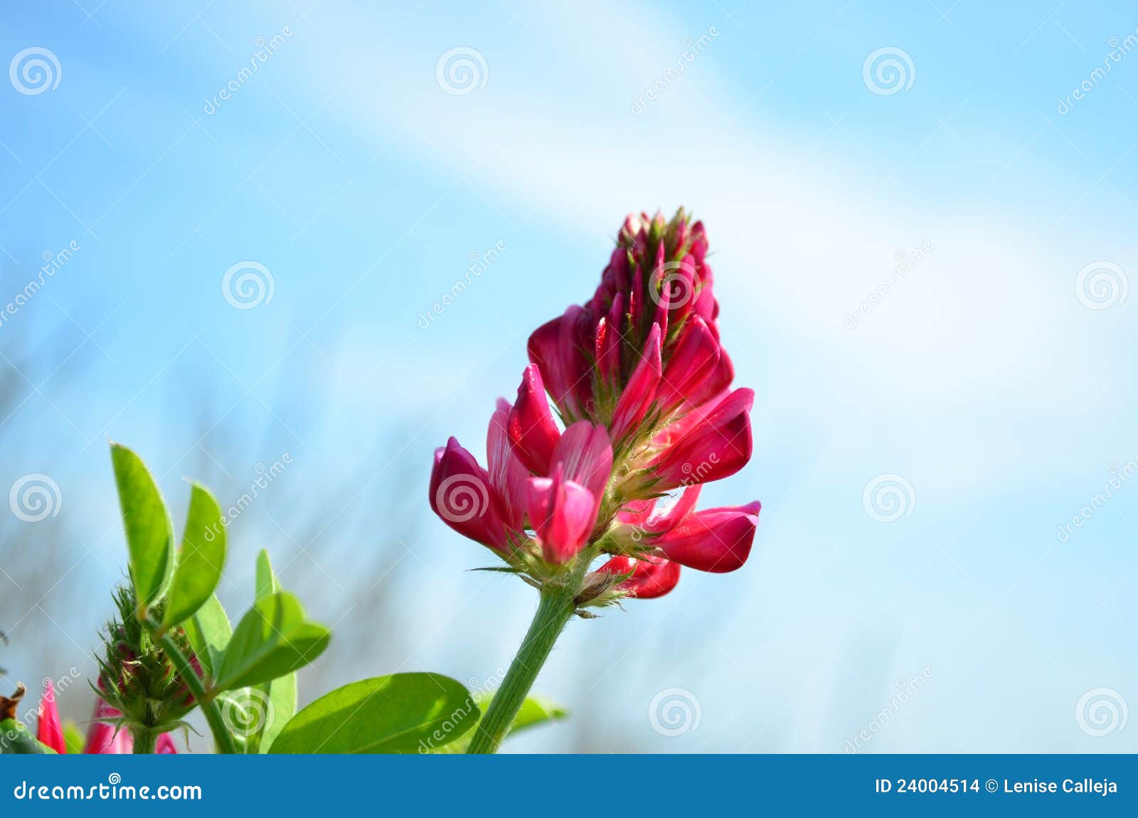 Sulla flower stock photo. Image of plant, clear, agriculture - 24004514