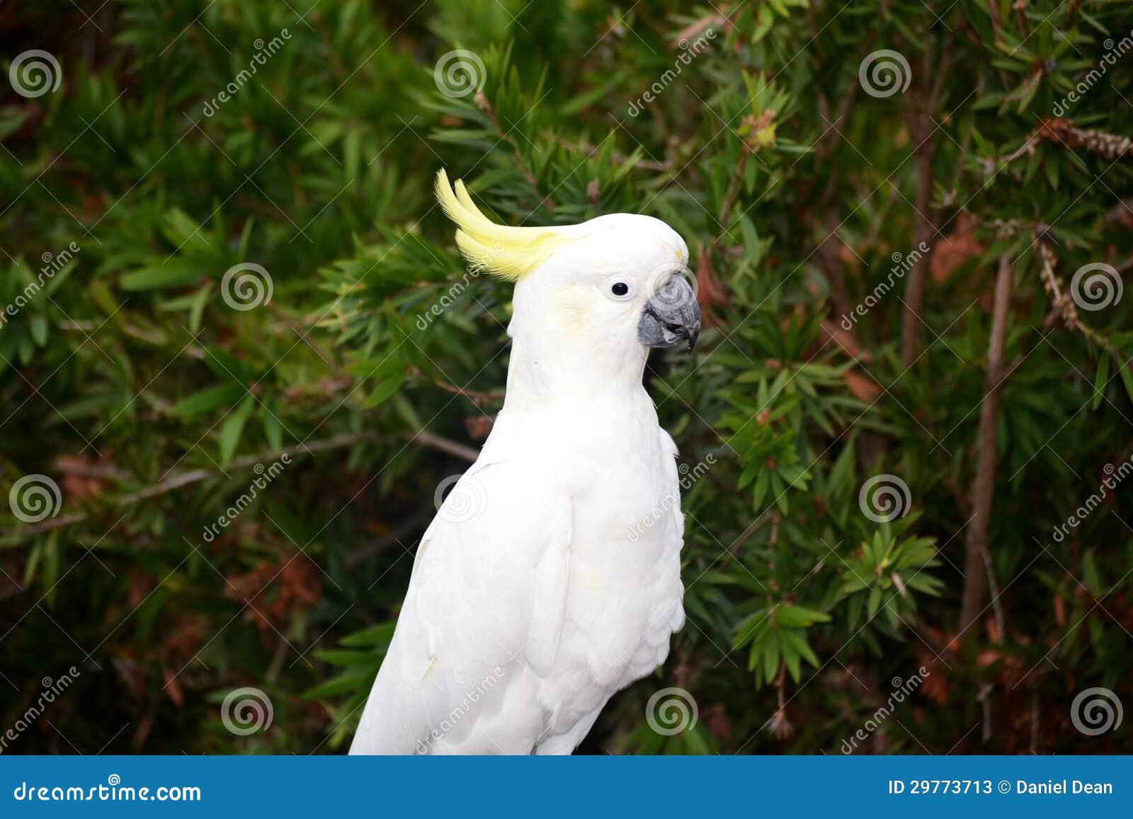 Cockatoo stock image. Image of birds, green, wild, blue - 29773713
