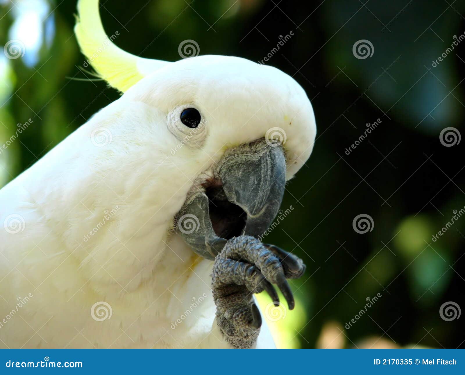 Sulphur Crested Cockatoo stock image. Image of yellow - 2170335