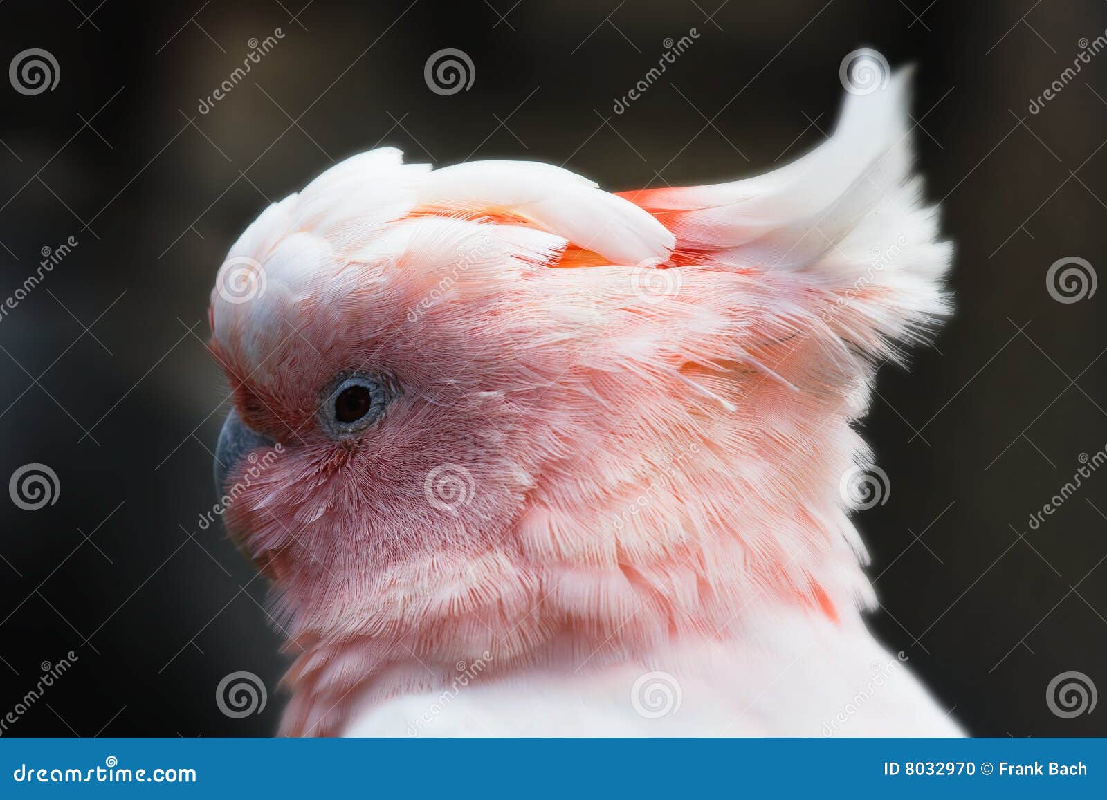 Sulphur-crested Cockatoo stock photo. Image of pink, bill - 8032970