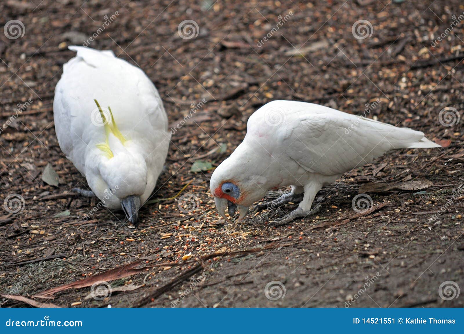 Sulphur-Crested Cockatoo and Corella Stock Image - Image of funny, seed ...
