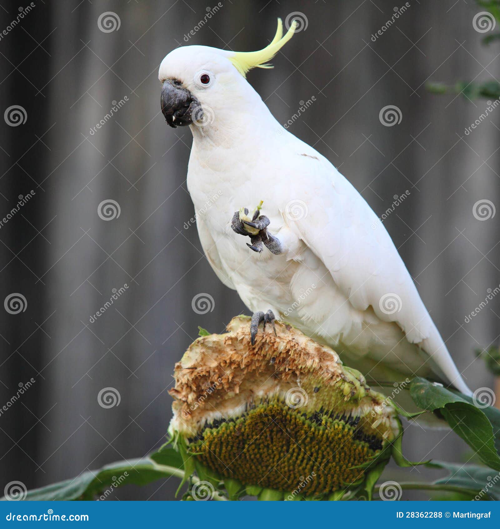 Sulphur-crested Cockatoo Eating on Sunflower Stock Photo - Image of ...