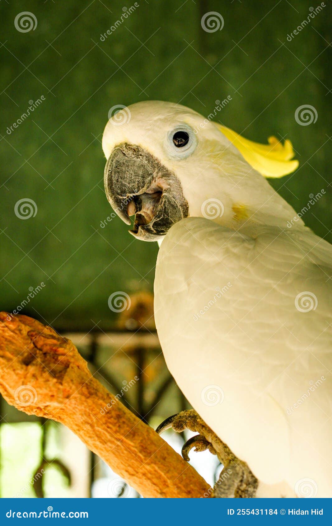 Sulphur Crested Cockatoo Facing Left Stock Photo - Image of cacatua ...