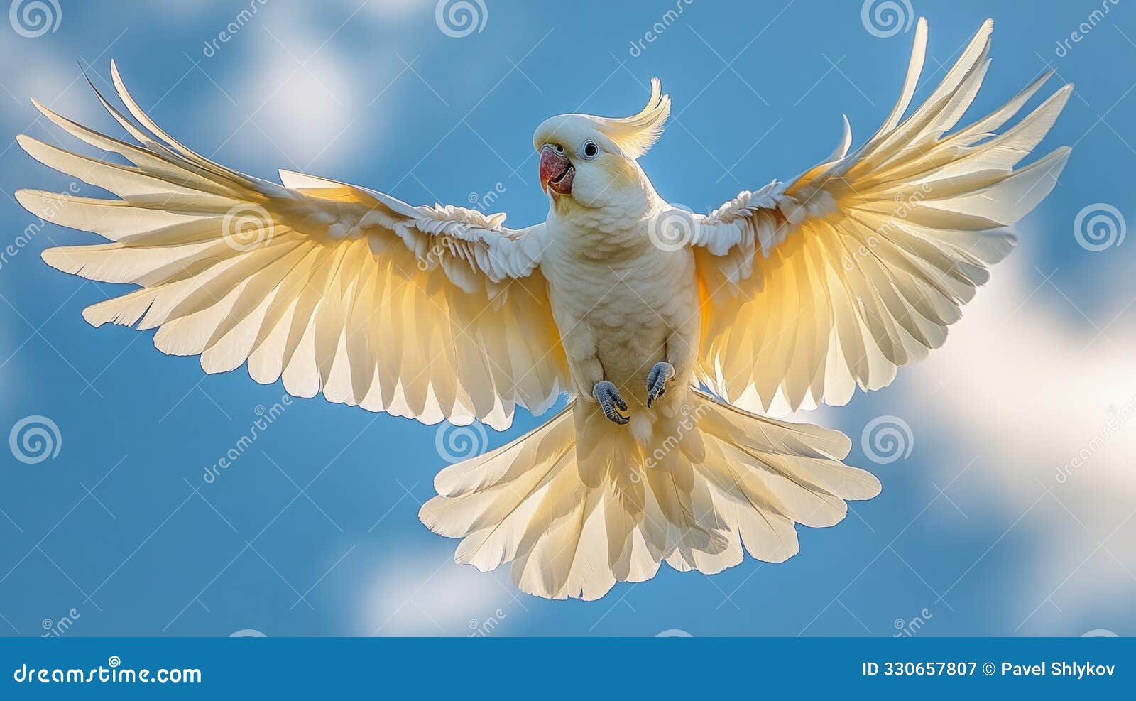 Sulphur-crested Cockatoo Flying and Crying in the Sky Stock Image ...