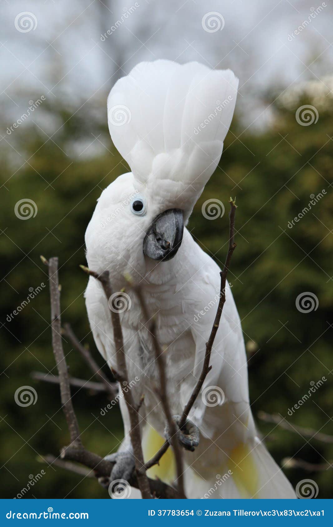 Sulphur-crested Cockatoo Parrot Dancing on Some Tree Stock Photo ...