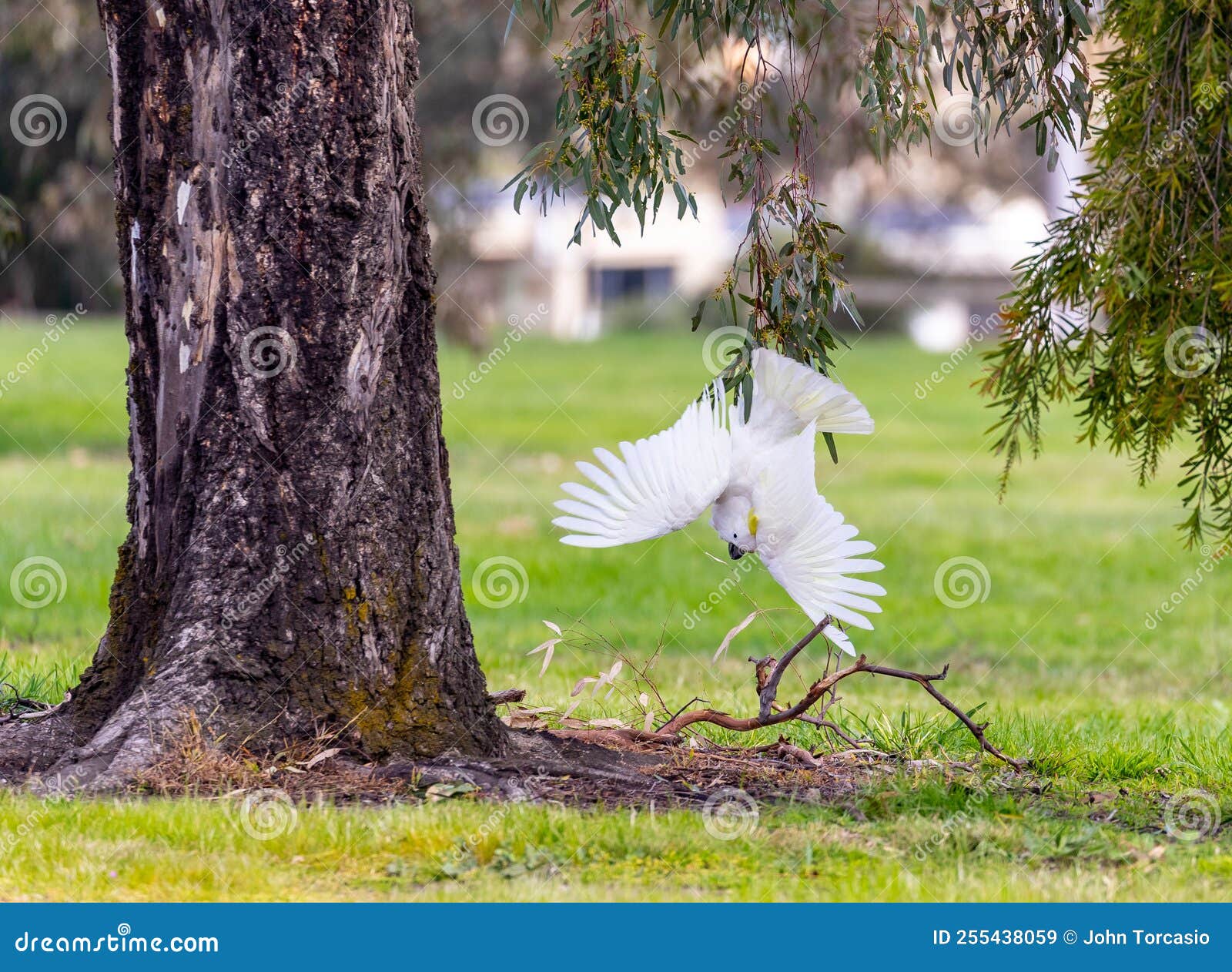 Sulphur-crested cockatoo stock image. Image of hanging - 255438059