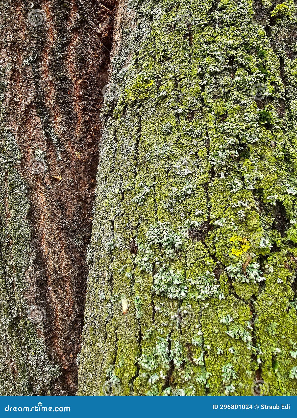 The Sulphur Dust Lichen on Tree Barks Stock Photo - Image of barks ...
