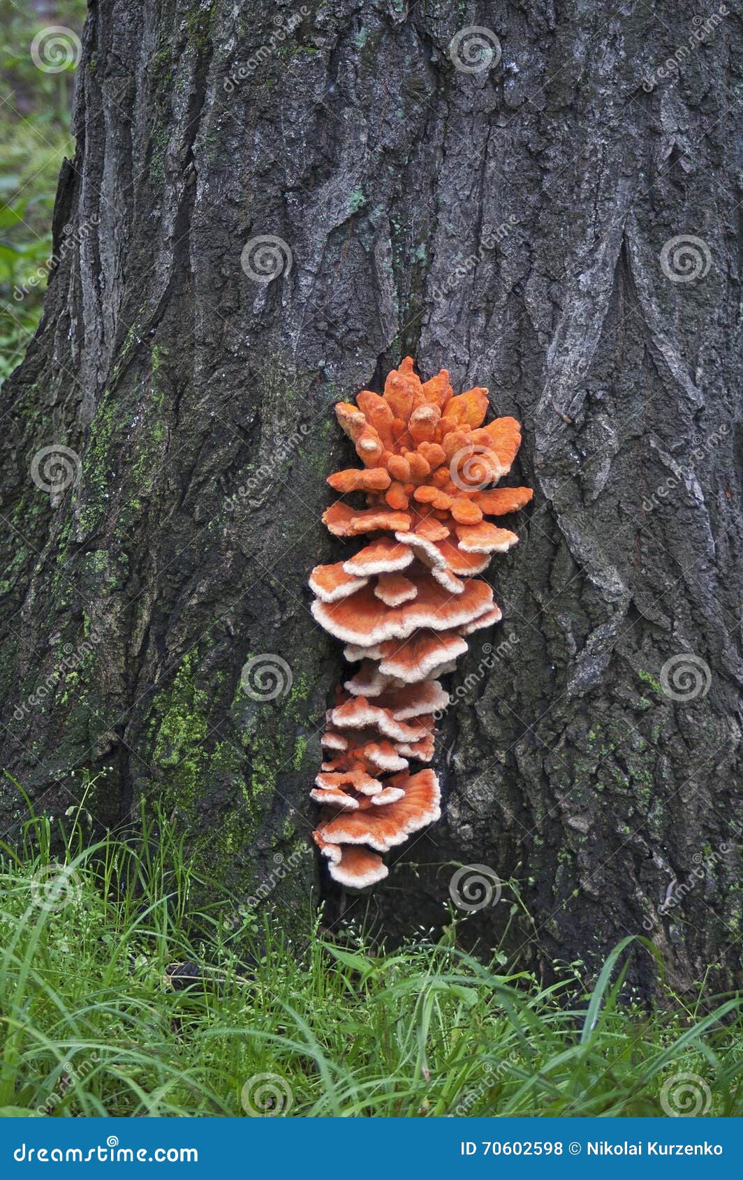 Sulphur Shelf Laetiporus Sulphureus Polypore Fungs Closeup Royalty