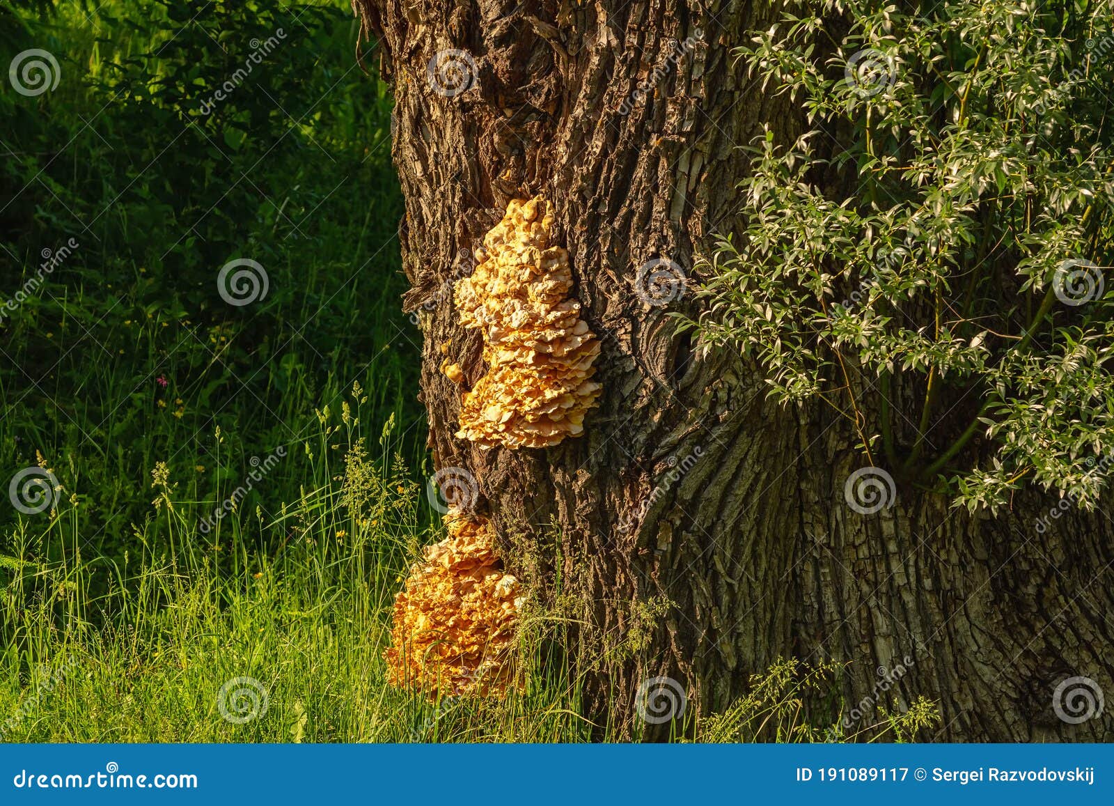 Shelf Fungus, Also Called Bracket Fungus Growing On A Tree Royalty-Free ...