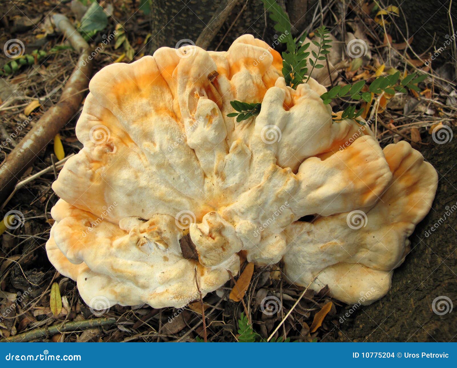 Sulphur Shell Chicken Mushroom Laetiporus Sulphure Stock Photo - Image ...