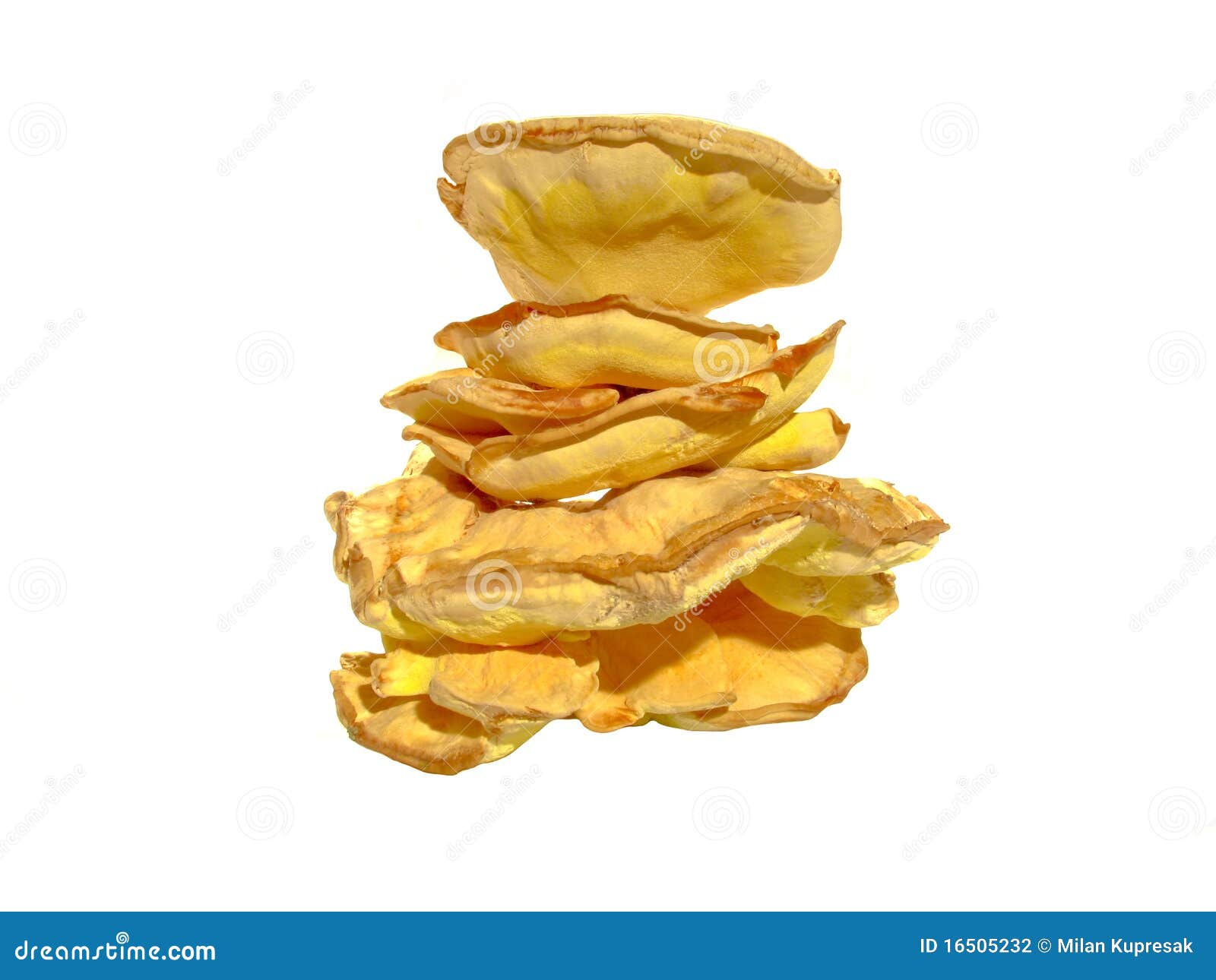 Sulphur Shell Chicken Mushroom Laetiporus Sulphure Stock Photo - Image ...