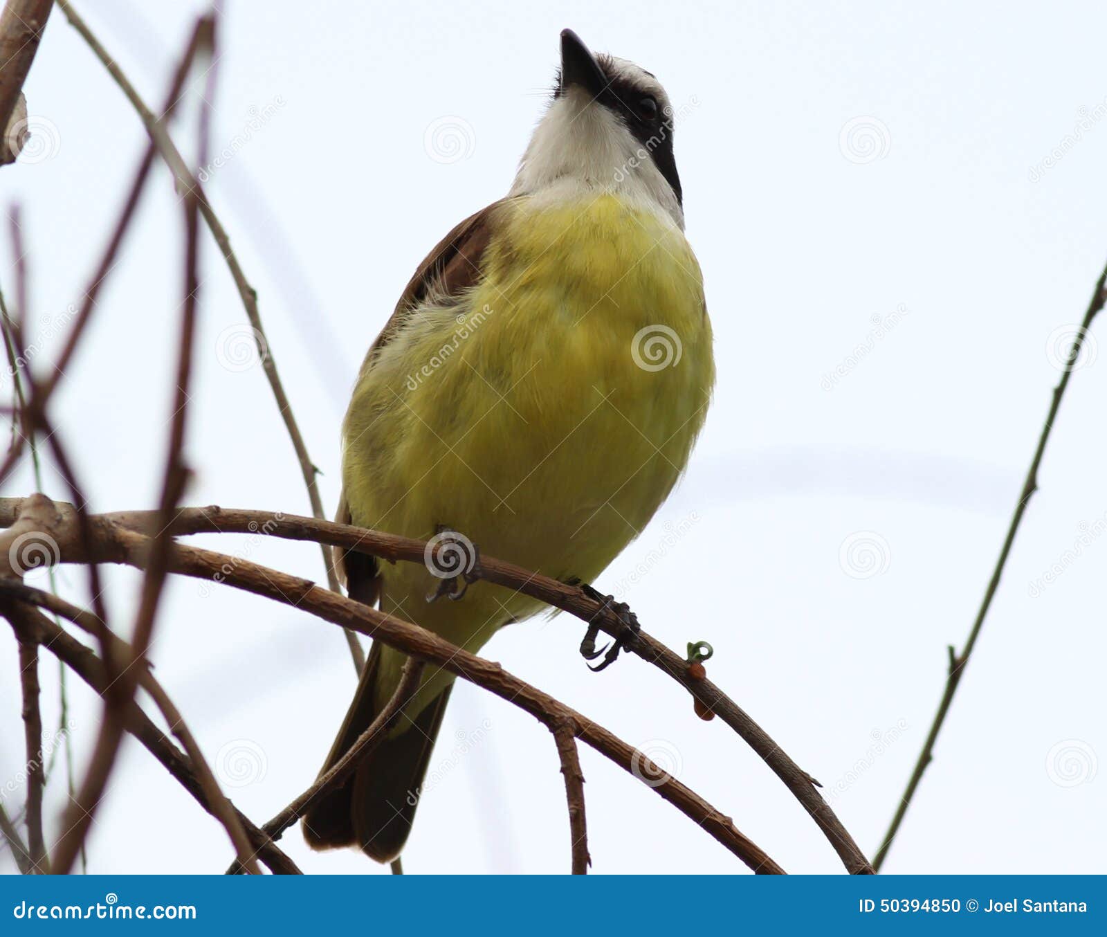 Sulphuratus De Pitangus La Ramita Seca Foto de archivo - Imagen de ...