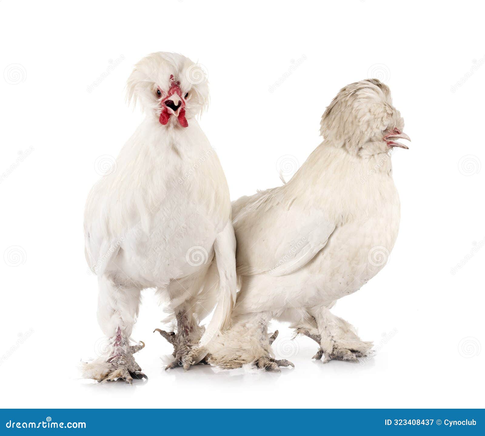 Sultan chicken in studio stock image. Image of poultry - 323408437