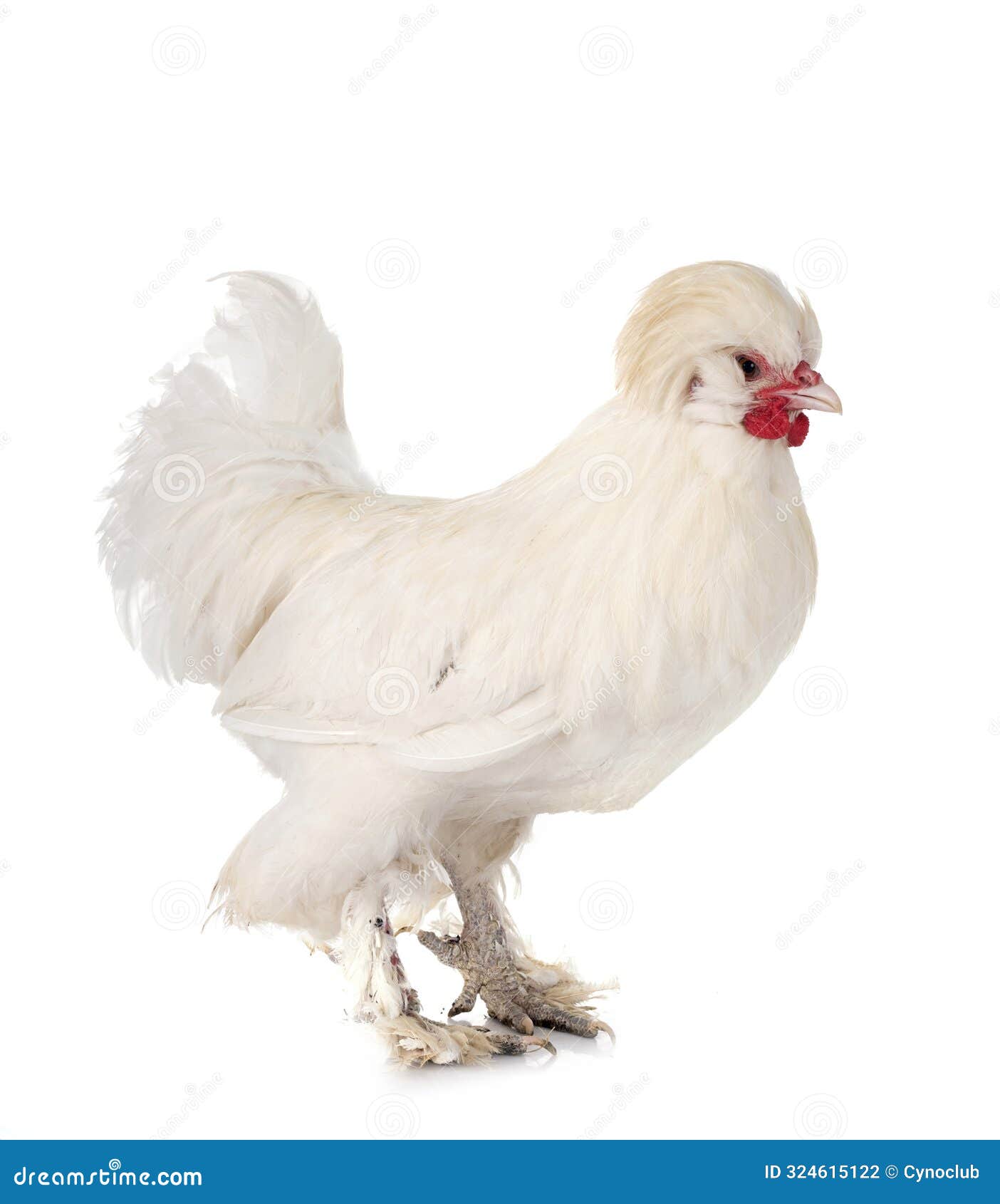 Sultan chicken in studio stock photo. Image of rooster - 324615122