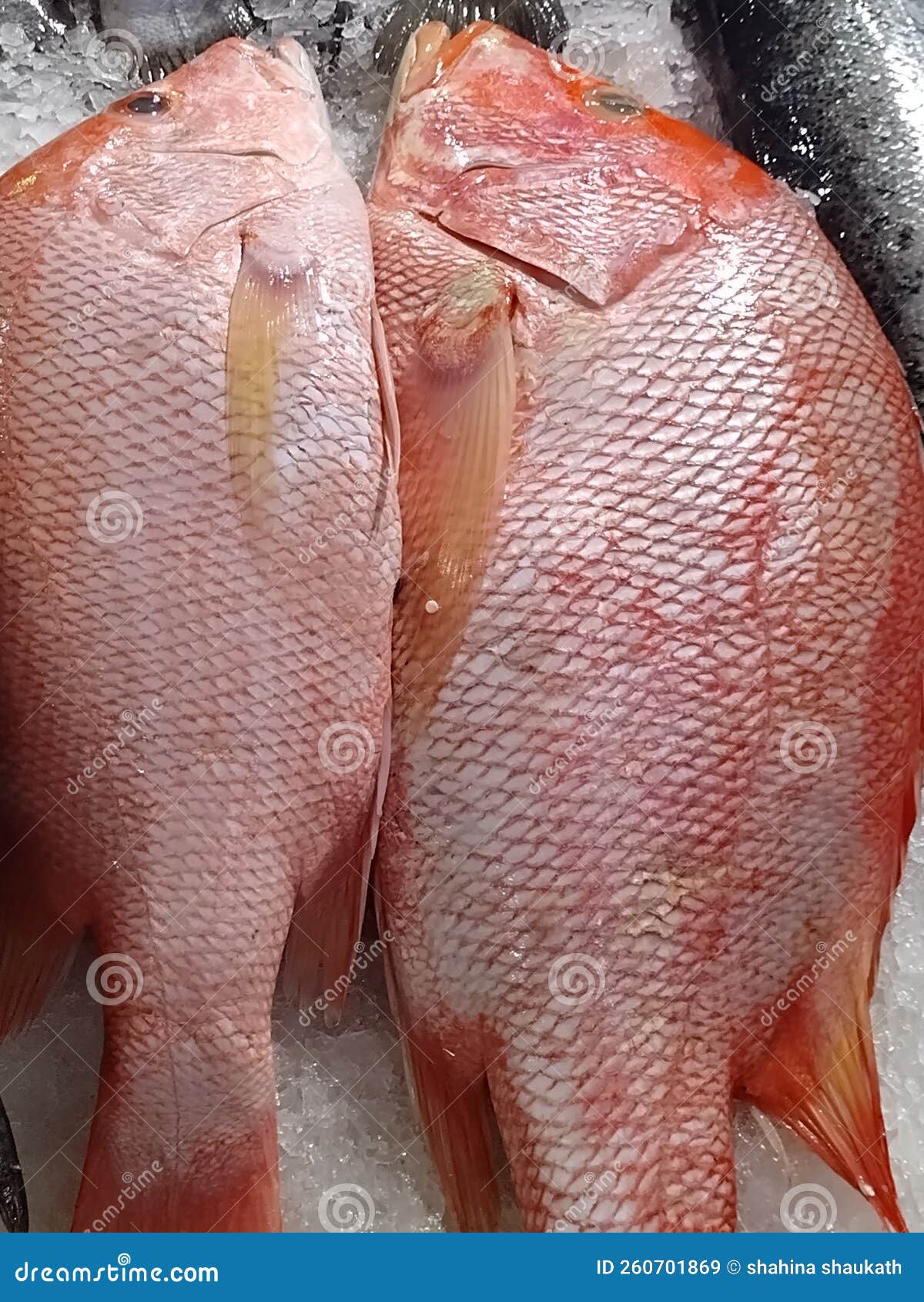 Sultan ibrahim fish stock image. Image of ibrahim, sultan - 260701869