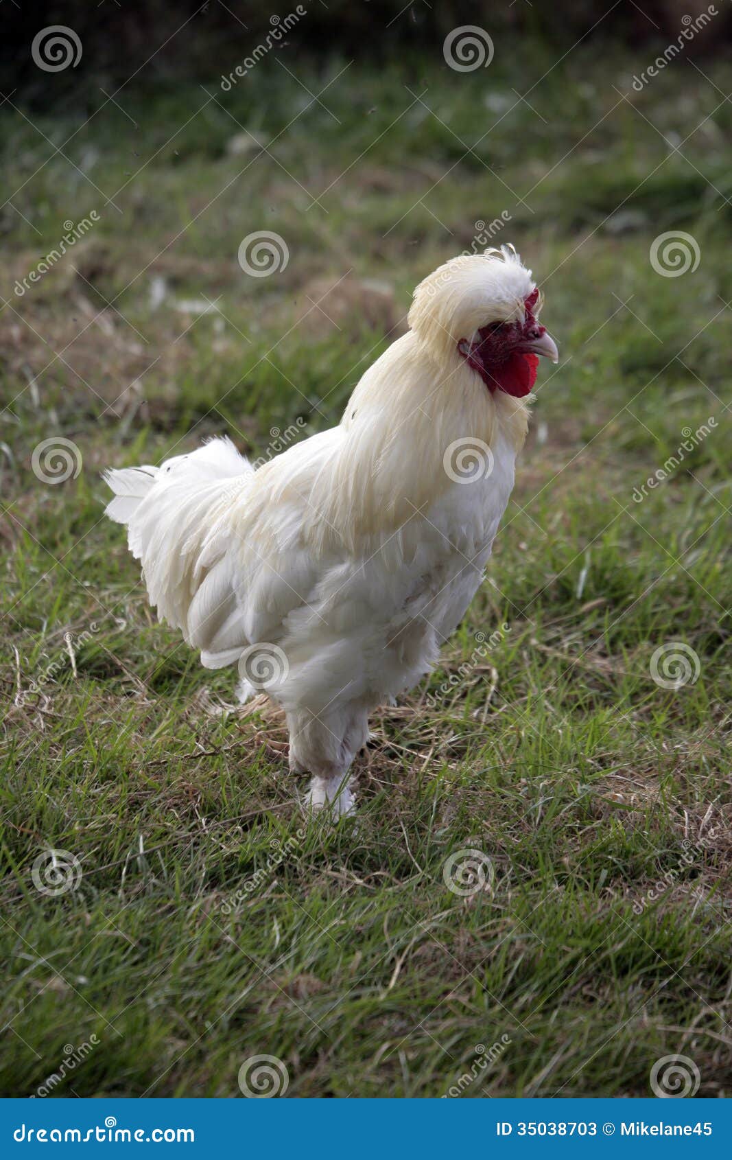 Sultano immagine stock. Immagine di podere, pollo, gallinacei - 35038703