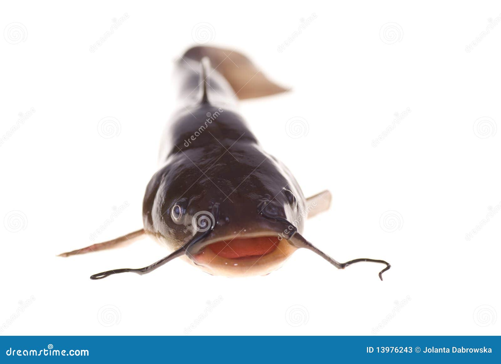 Sum obraz stock. Obraz złożonej z tło, surowy, grzbietowy - 13976243