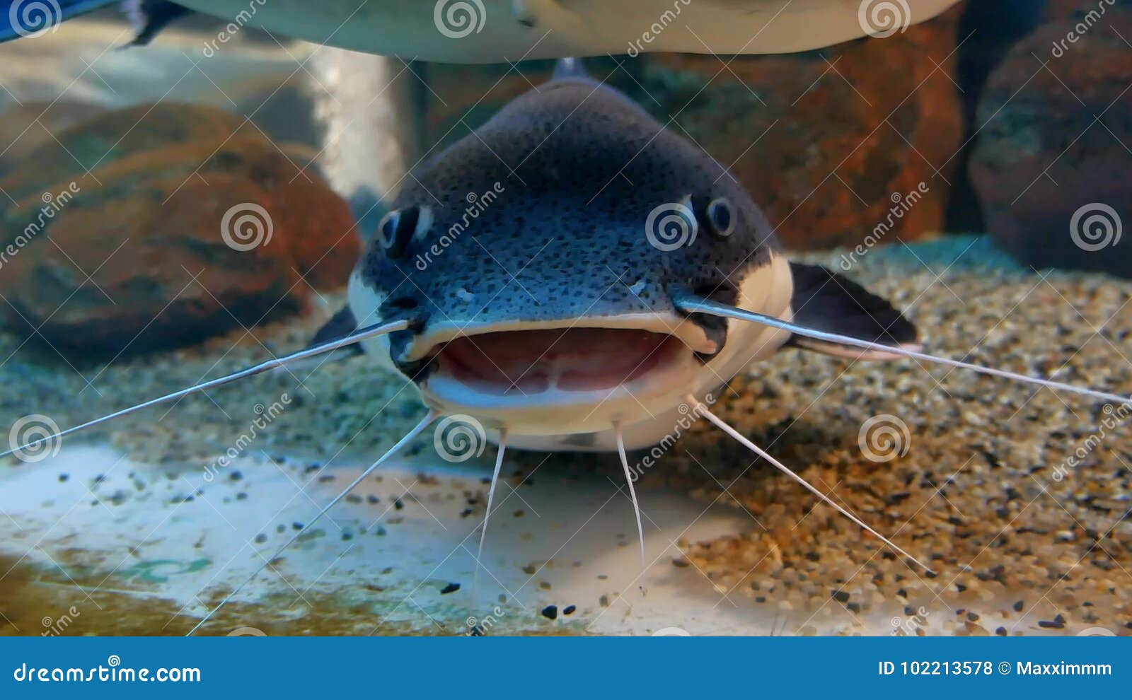 Sum W Oceanu Akwarium Ryba Od Oceanu W Akwarium Zdjęcie Stock - Obraz ...