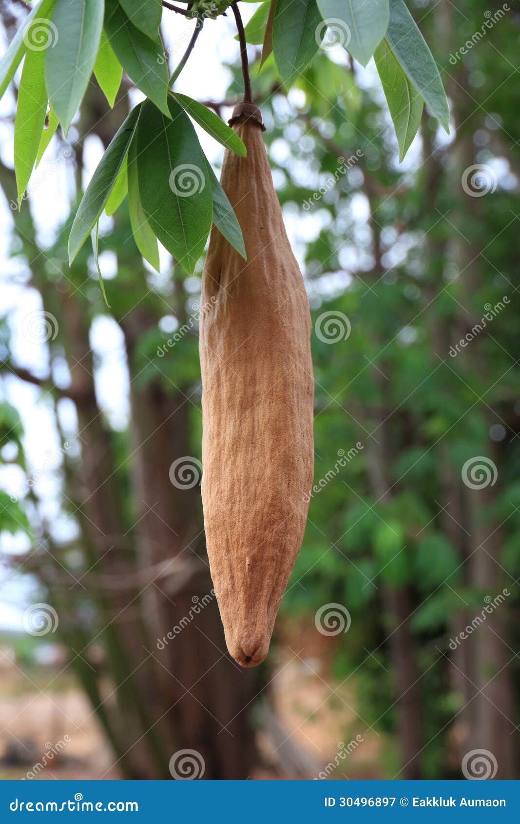 Sumaúma. imagem de stock. Imagem de branco, seda, macio - 30496897