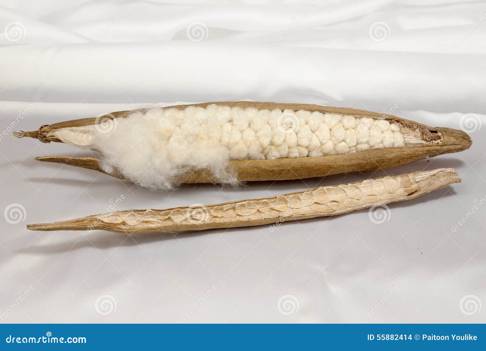 Sumaúma Da Semente Do Close Up Um Foto de Stock - Imagem de semente ...