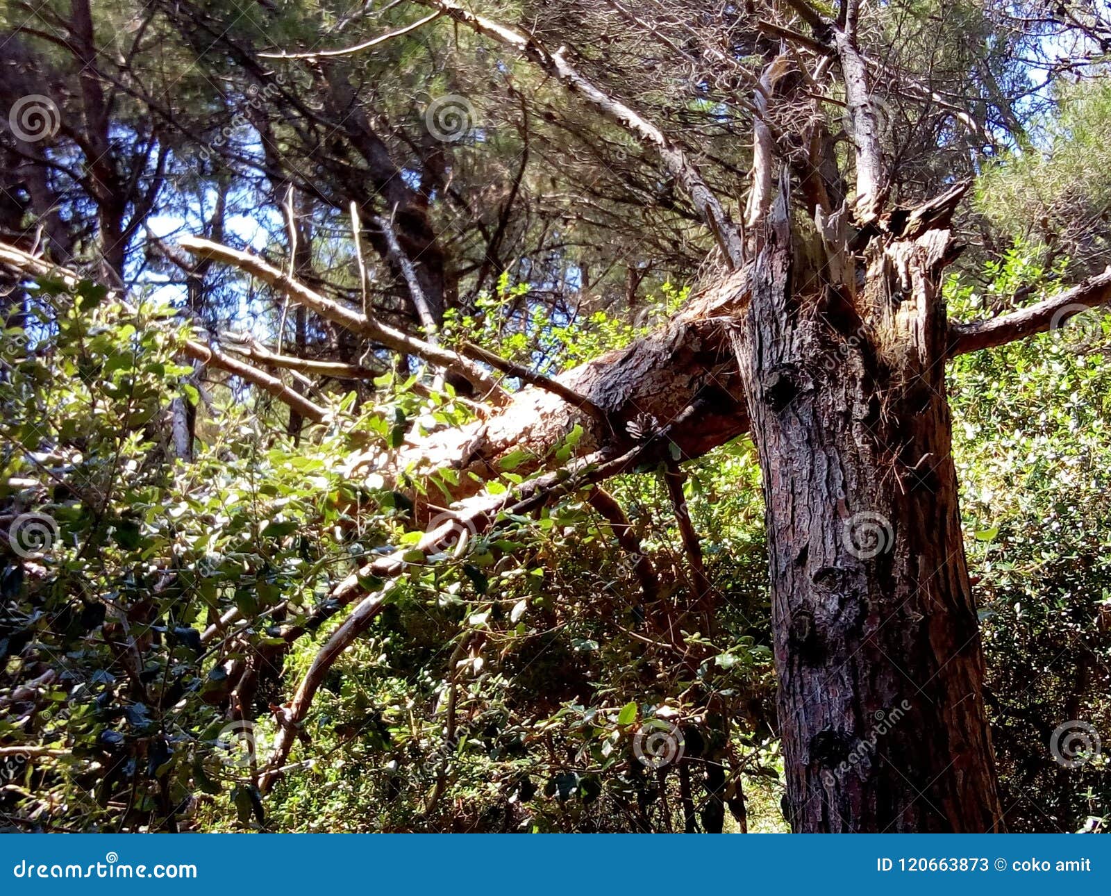 Suma stock image. Image of suma, grass, tree, forests - 120663873