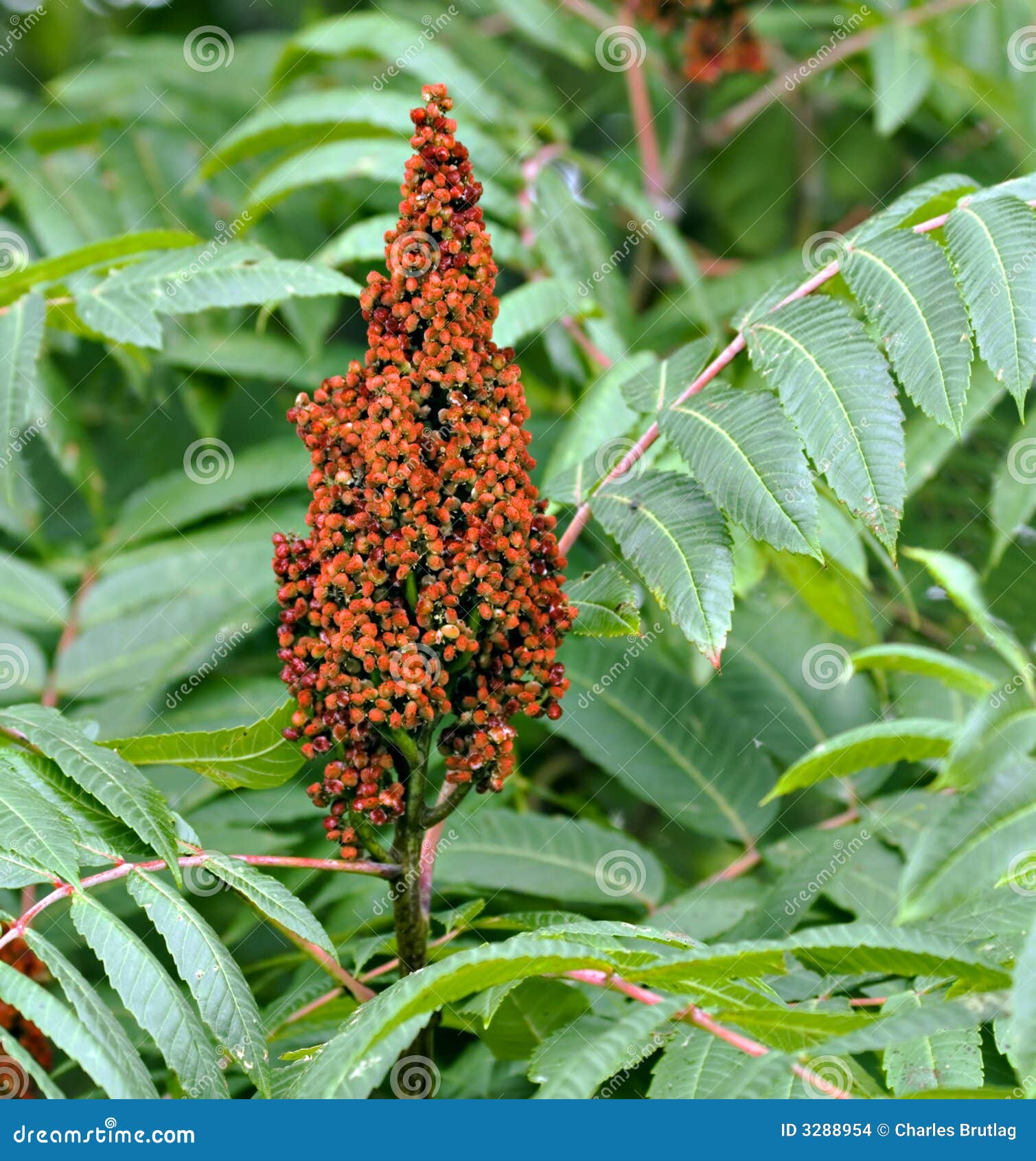 Sumac Stock Photo | CartoonDealer.com #3288954