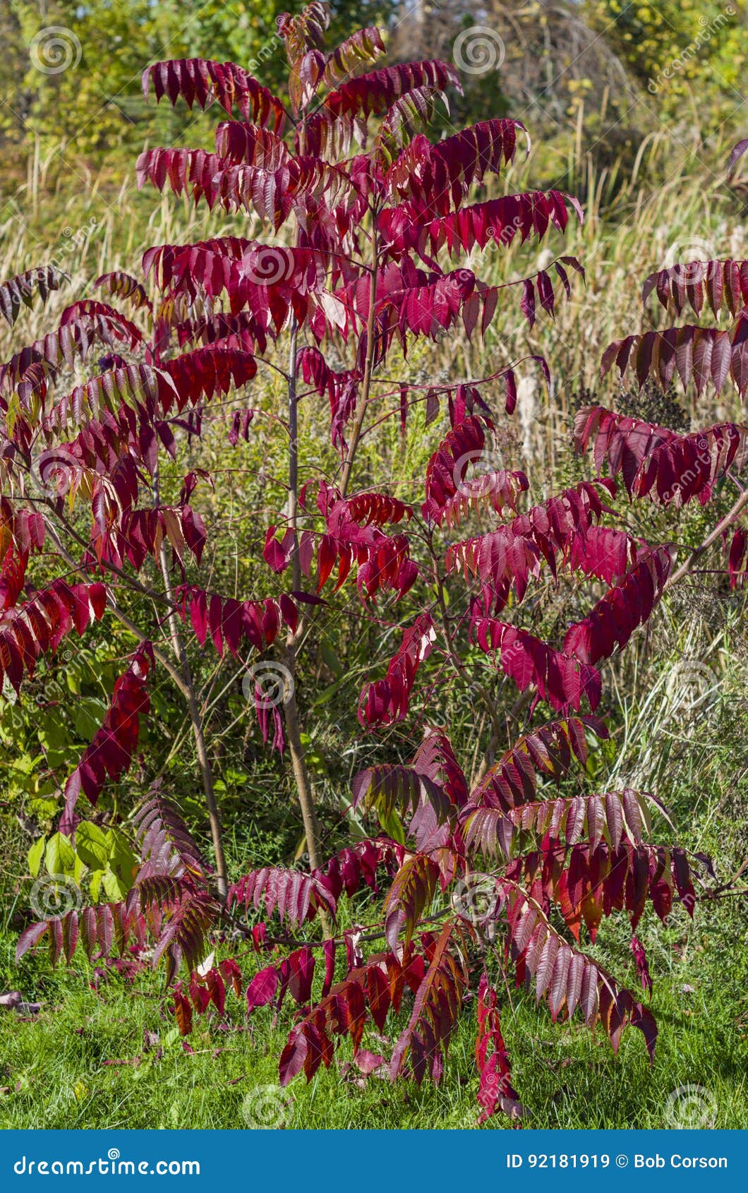 Sumac bush stock image. Image of bobs, deciduous, fuel - 92181919