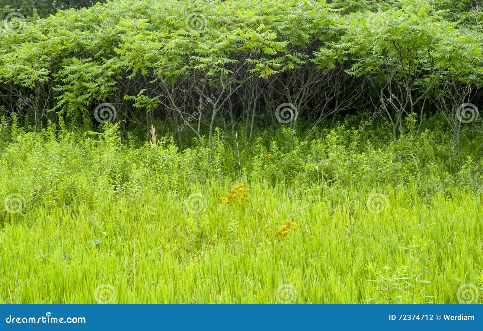 Sumac Grove in a Field of Wild Plants Stock Photo - Image of branches ...