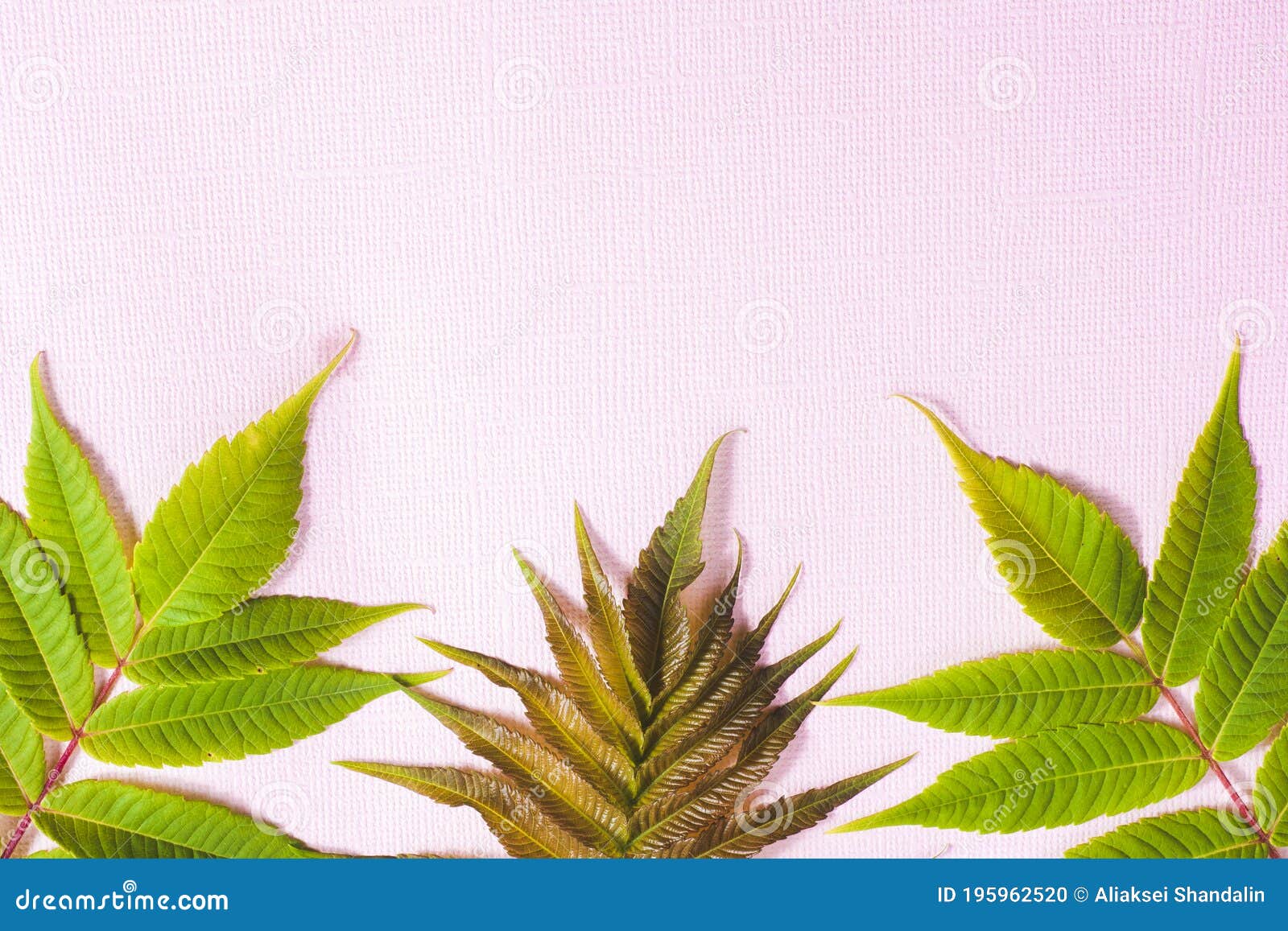 Sumac Leaves on a Pink Textured Background. Stock Photo - Image of ...