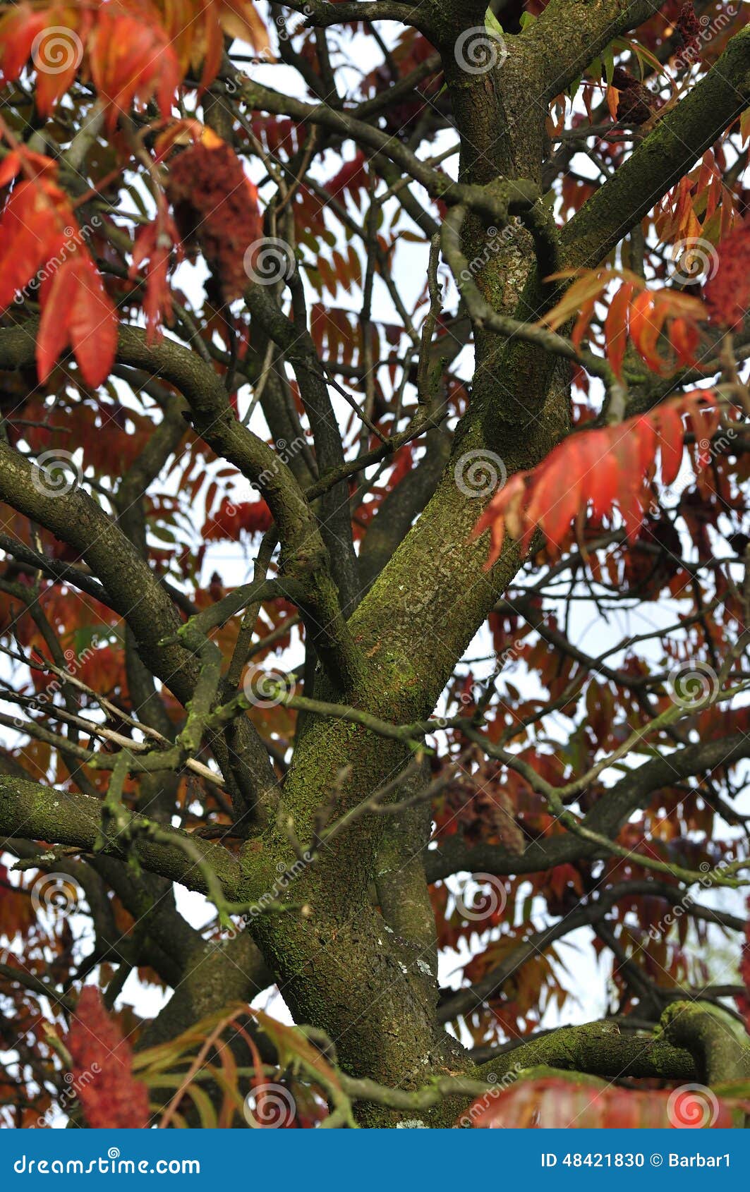 Sumac tree stock photo. Image of tannin, flower, panicles - 48421830