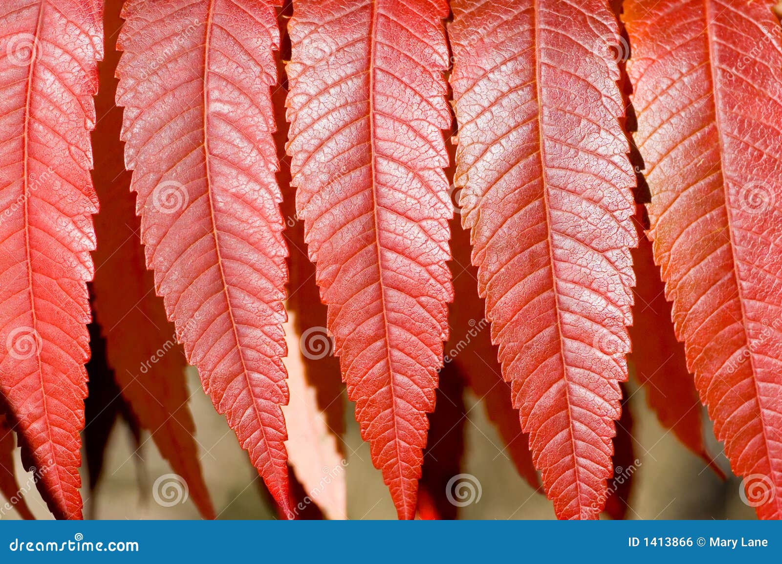 Sumach Leaves stock photo. Image of leaf, fall, foliage - 1413866